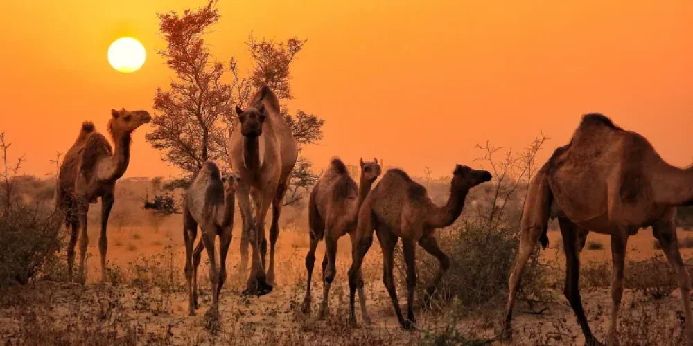 India’s Camel Population on the Brink: The Law Meant to Protect, Now ...